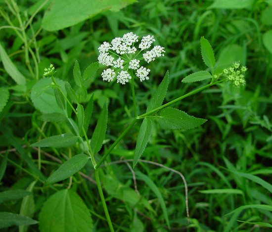 Water Parsnip